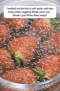 I soaked my berries in salt water and saw these white wiggling things ...
